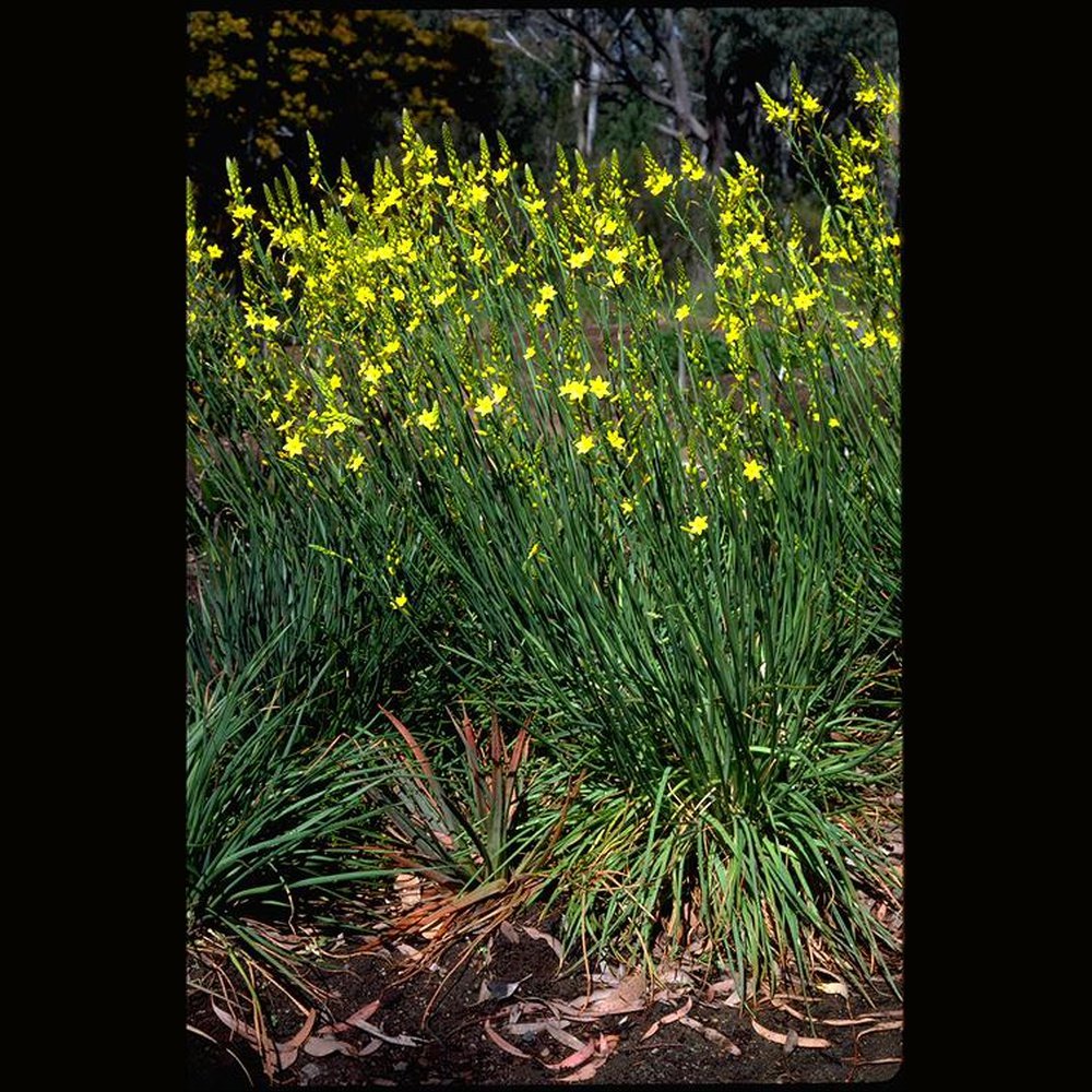 Bulbine Bulbosa 'Native Leek' Seeds – D&H Seed Harvest Co