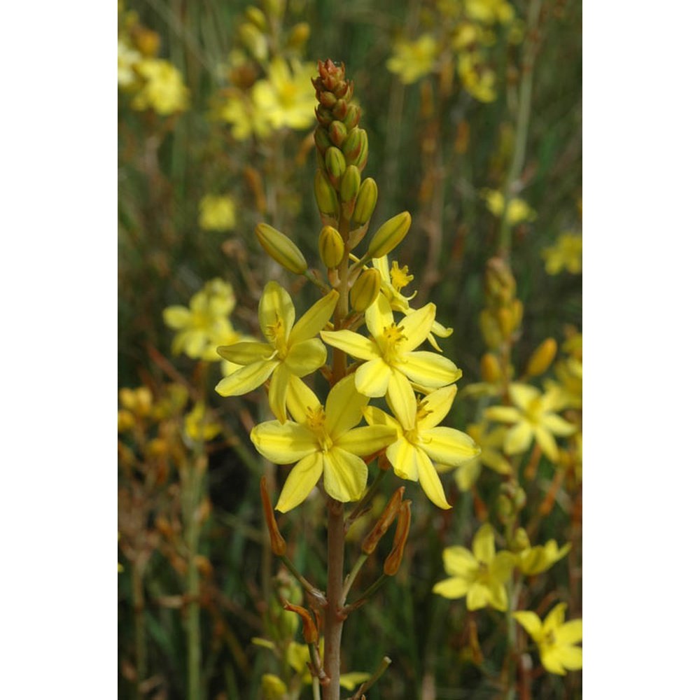 Bulbine Bulbosa 'Native Leek' Seeds – D&H Seed Harvest Co