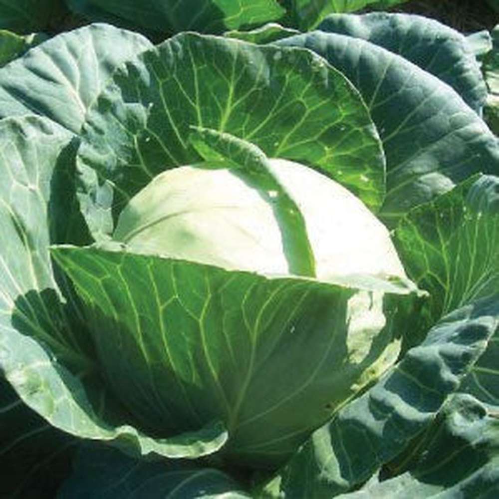 Cabbage 'Early Jersey Wakefield' Seeds – D&H Seed Harvest Co