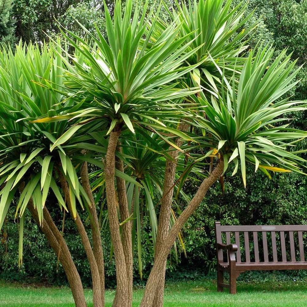 Cordyline Australis 'Cabbage Tree' Seeds – D&H Seed Harvest Co