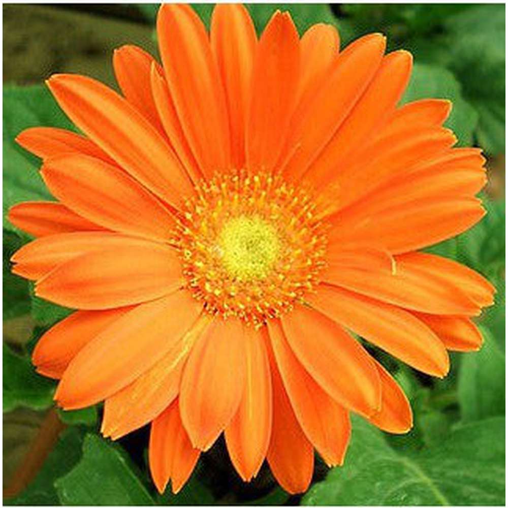 Calendula 'Nova Flowered Orange' Seeds – D&H Seed Harvest Co
