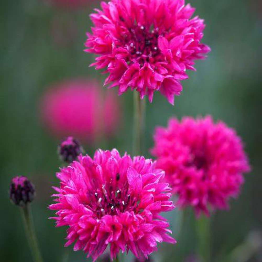 Centaurea 'Red Ball' Seeds – D&H Seed Harvest Co