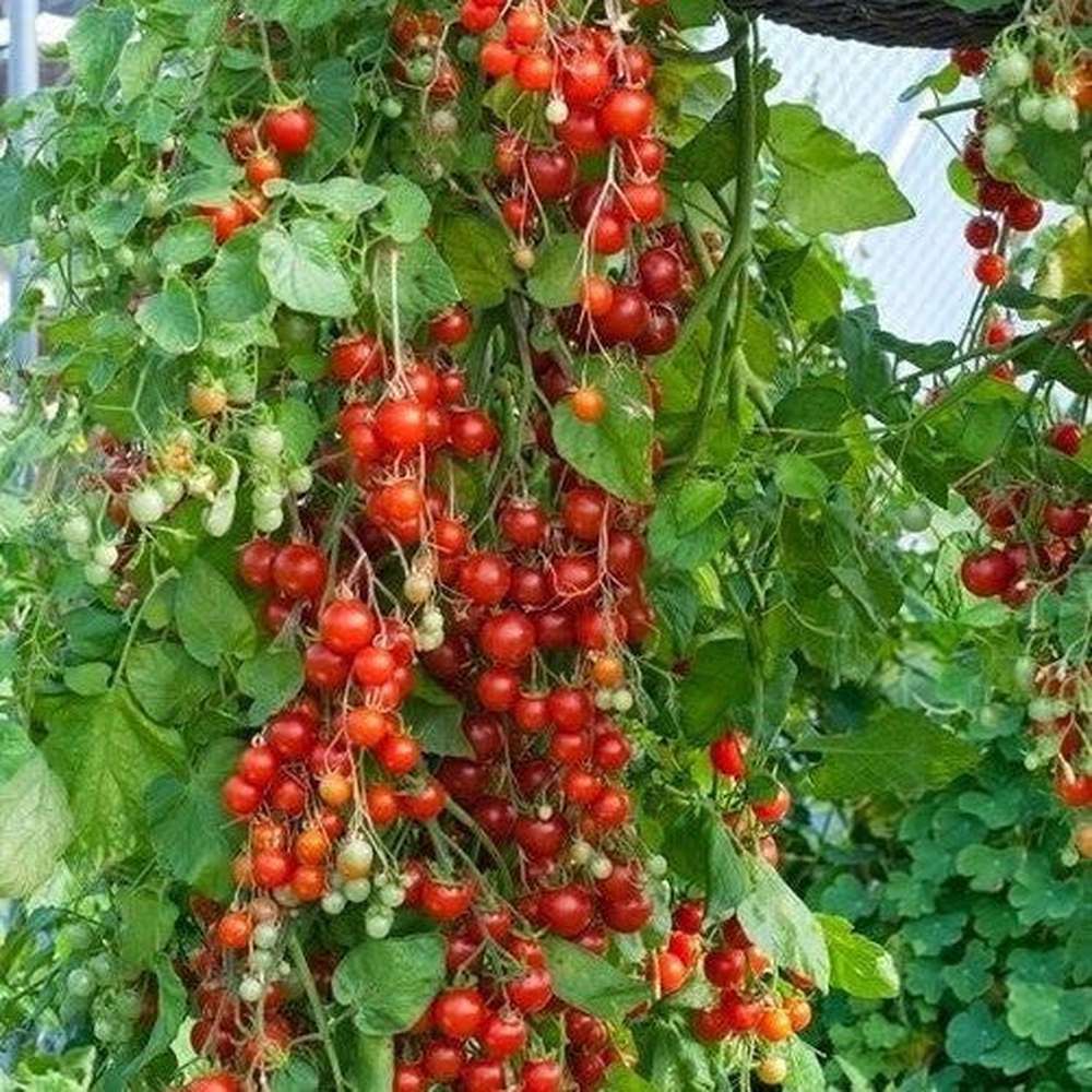 Tomato 'Cerice' Seeds – D&H Seed Harvest Co
