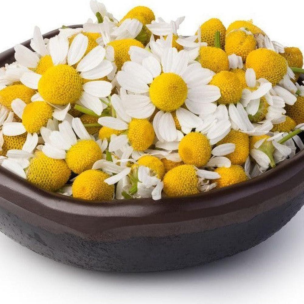 Chamomile 'Roman' Seeds – D&H Seed Harvest Co