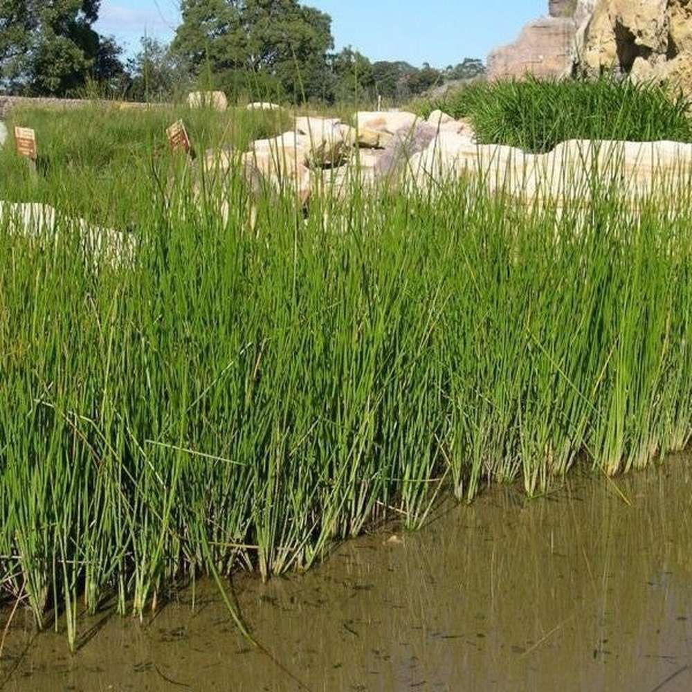 Baumea Articulata 'Jointed Twig Rush' Aquatic Plant – D&H Seed Harvest Co