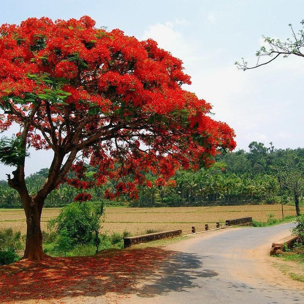 Delonix Regia 'Flame Tree' – D&H Seed Harvest Co
