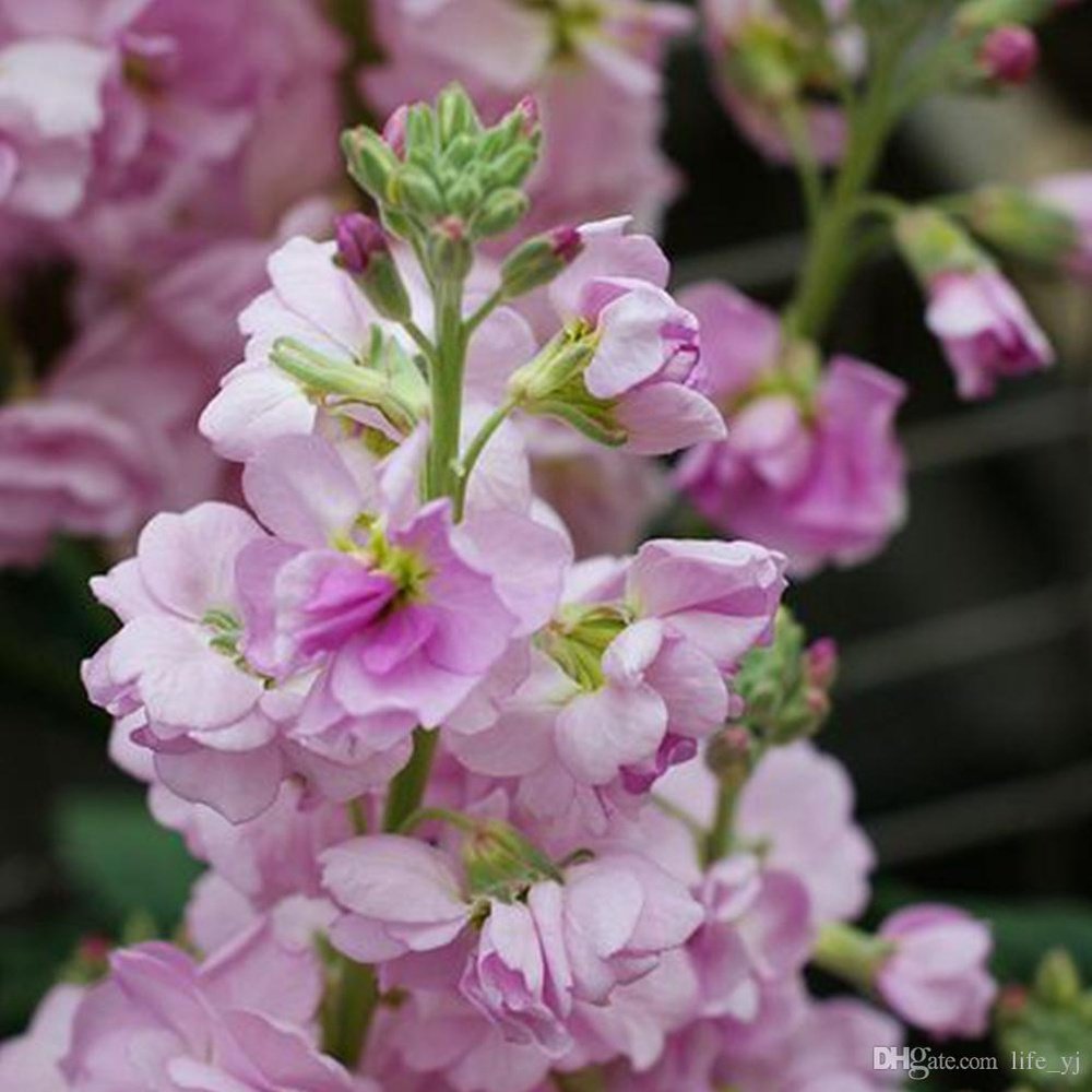 Stocks '10 Week Dwarf Mix' Seeds – D&H Seed Harvest Co