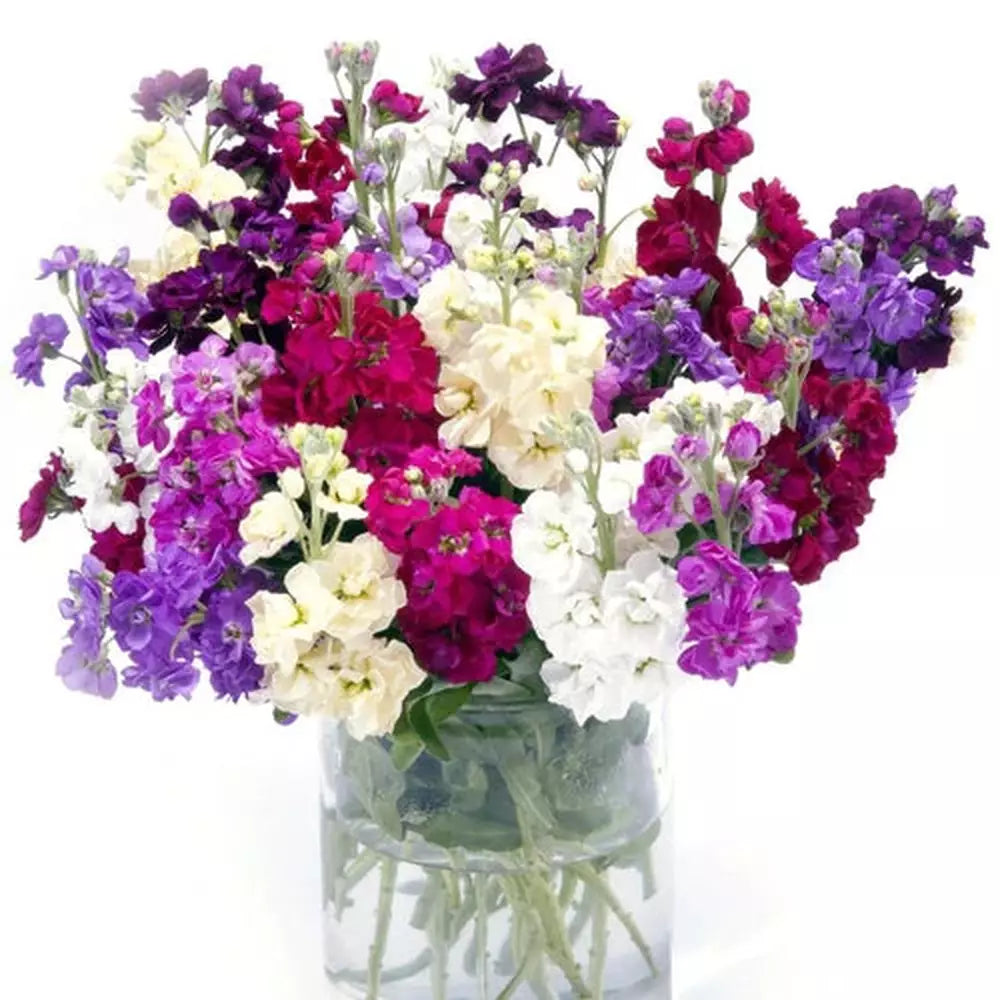 Stocks '10 Week Dwarf Mix' Seeds – D&H Seed Harvest Co