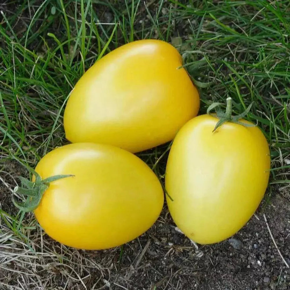 Tomato 'Golden Roma' Seeds – D&H Seed Harvest Co