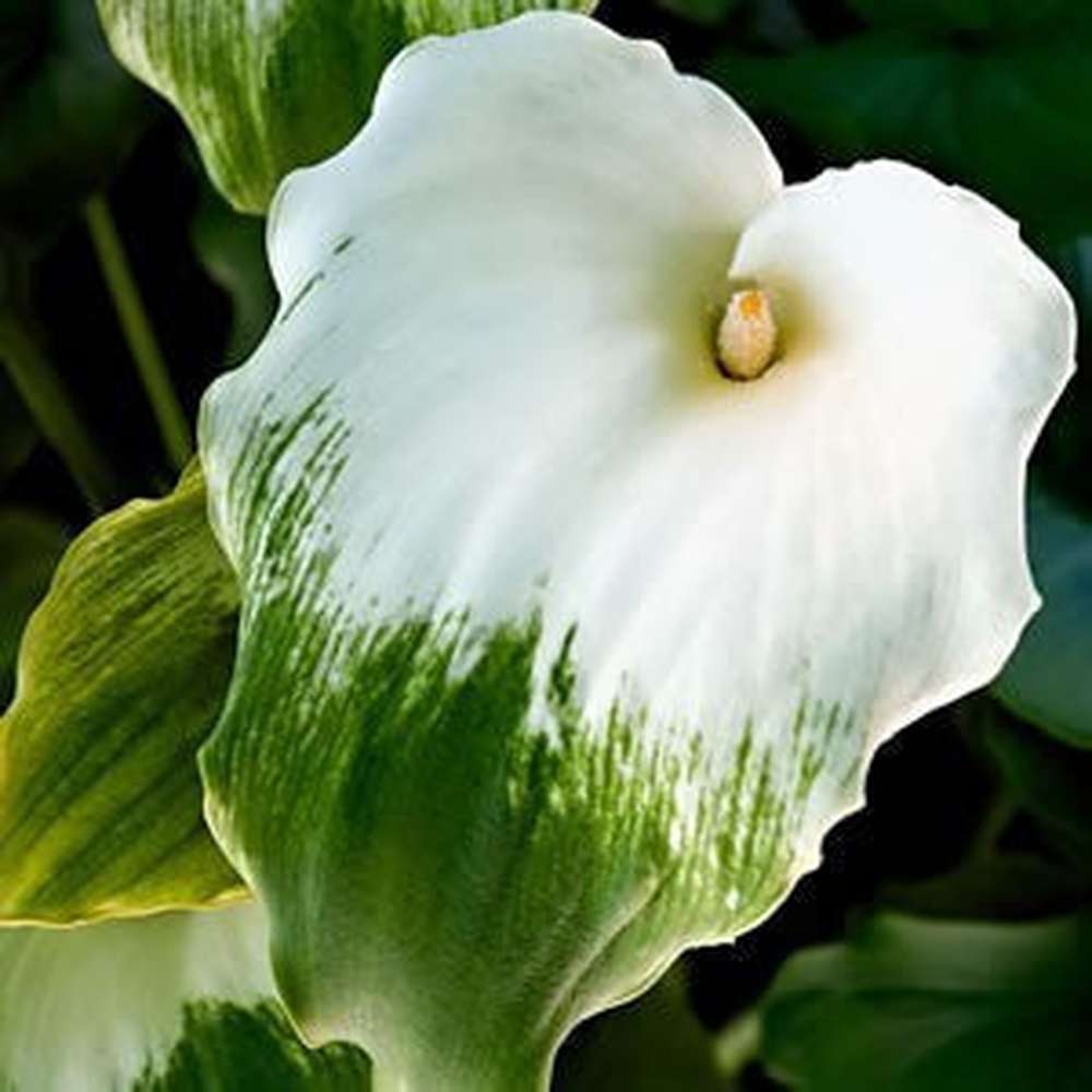 Calla Lily Green Flower | Best Flower Site