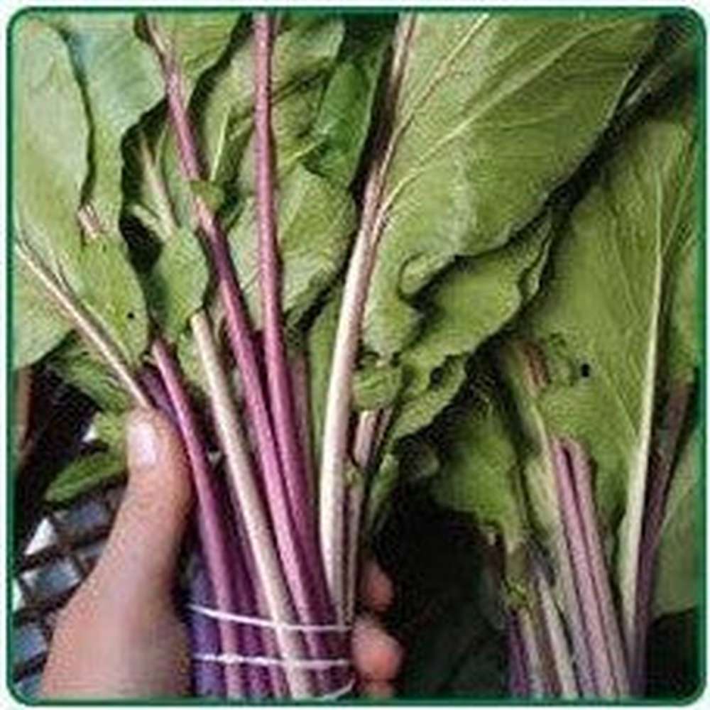 Hon Tsai Tai - Flowering Broccoli – D&H Seed Harvest Co