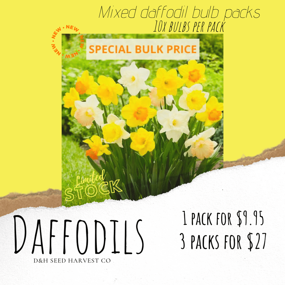Daffodil Bulbs Mixed Packs – D&H Seed Harvest Co