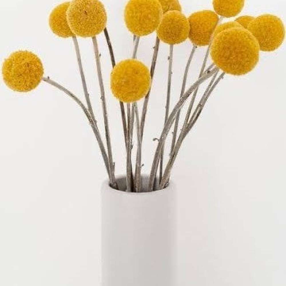 Pycnosorus Globosus 'Billy Buttons' Seeds – D&H Seed Harvest Co