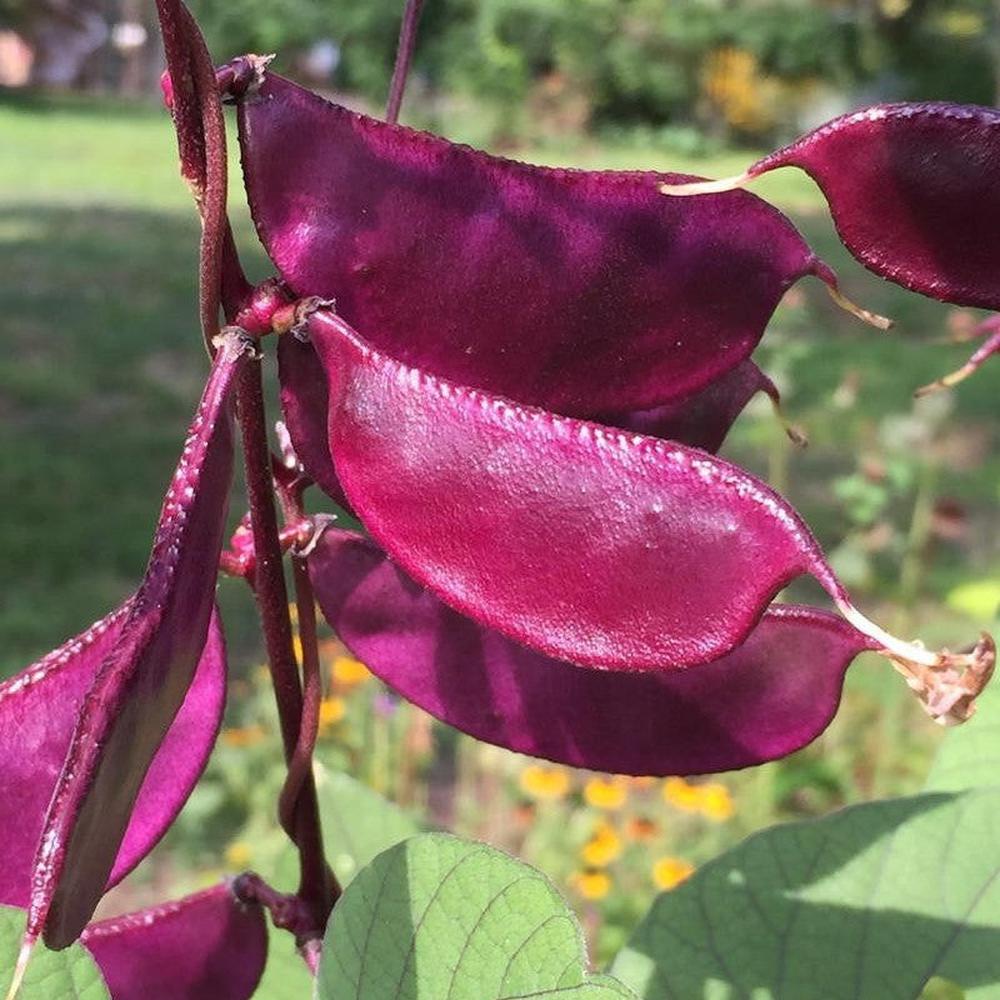 Bean 'Lab Lab - Highworth' Seeds – D&H Seed Harvest Co