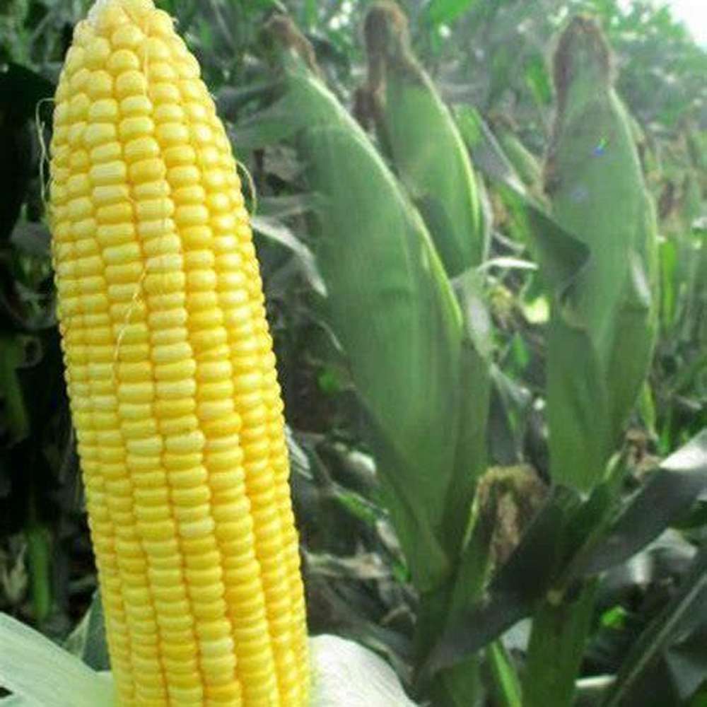 Corn 'Sweet Legacy' Treated Seeds – D&H Seed Harvest Co