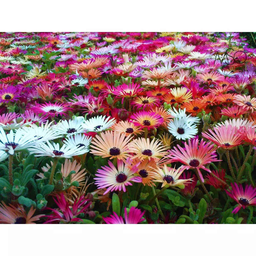 Livingstone Daisy 'Magic Carpet Mix' Seeds – D&H Seed Harvest Co