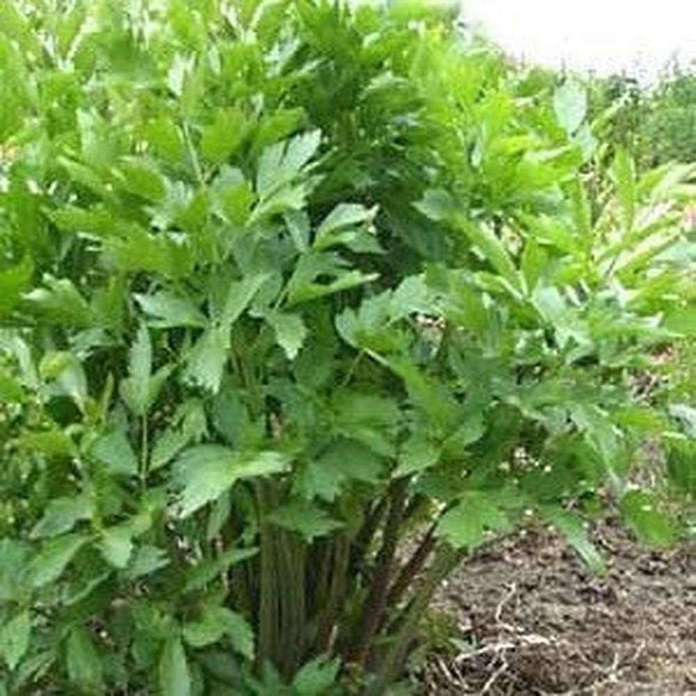 Lovage 'Maggie Plant' Seeds – D&H Seed Harvest Co