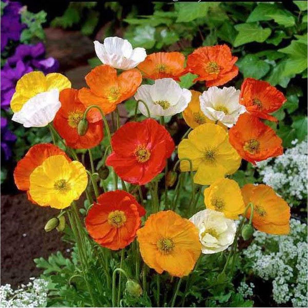 Poppy - Victory Giants Mix – D&H Seed Harvest Co