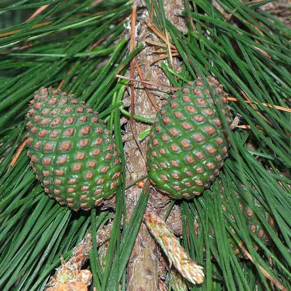Pinus Radiata 'Christmas Tree Pine' Seeds – D&H Seed Harvest Co