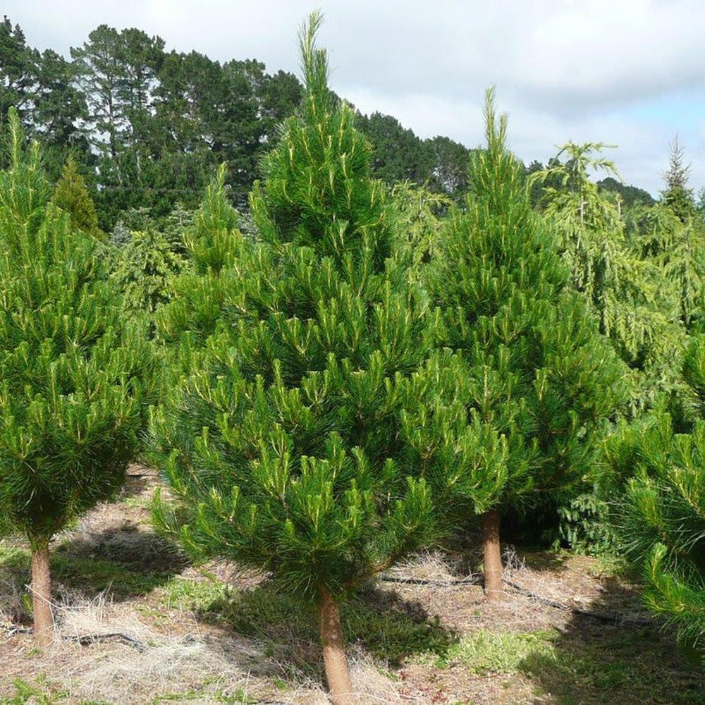 Pinus Radiata 'Christmas Tree Pine' Seeds – D&H Seed Harvest Co