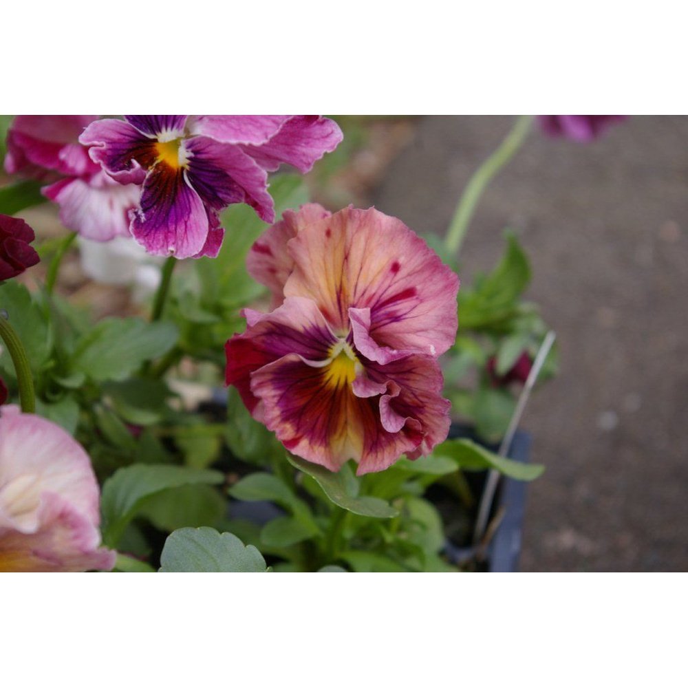 Pansy 'Regal Ruffles Mix' Seeds – D&H Seed Harvest Co