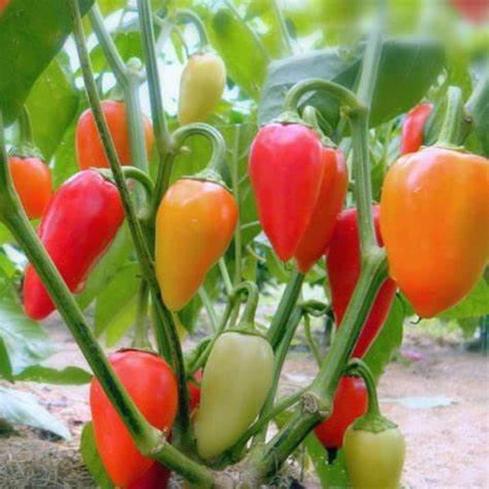 Chilli 'Santa Fe Grande' Seeds – D&H Seed Harvest Co