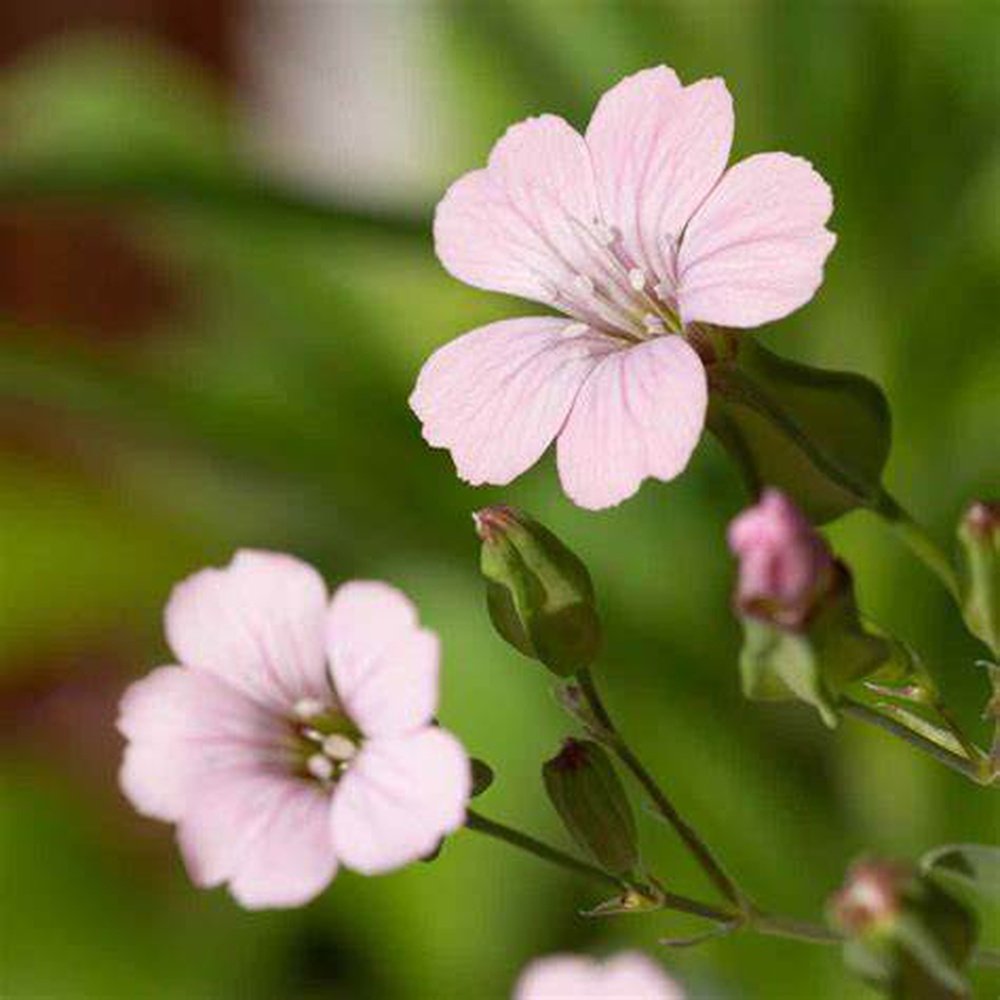 Saponaria 'Pink Beauty' Seeds – D&H Seed Harvest Co