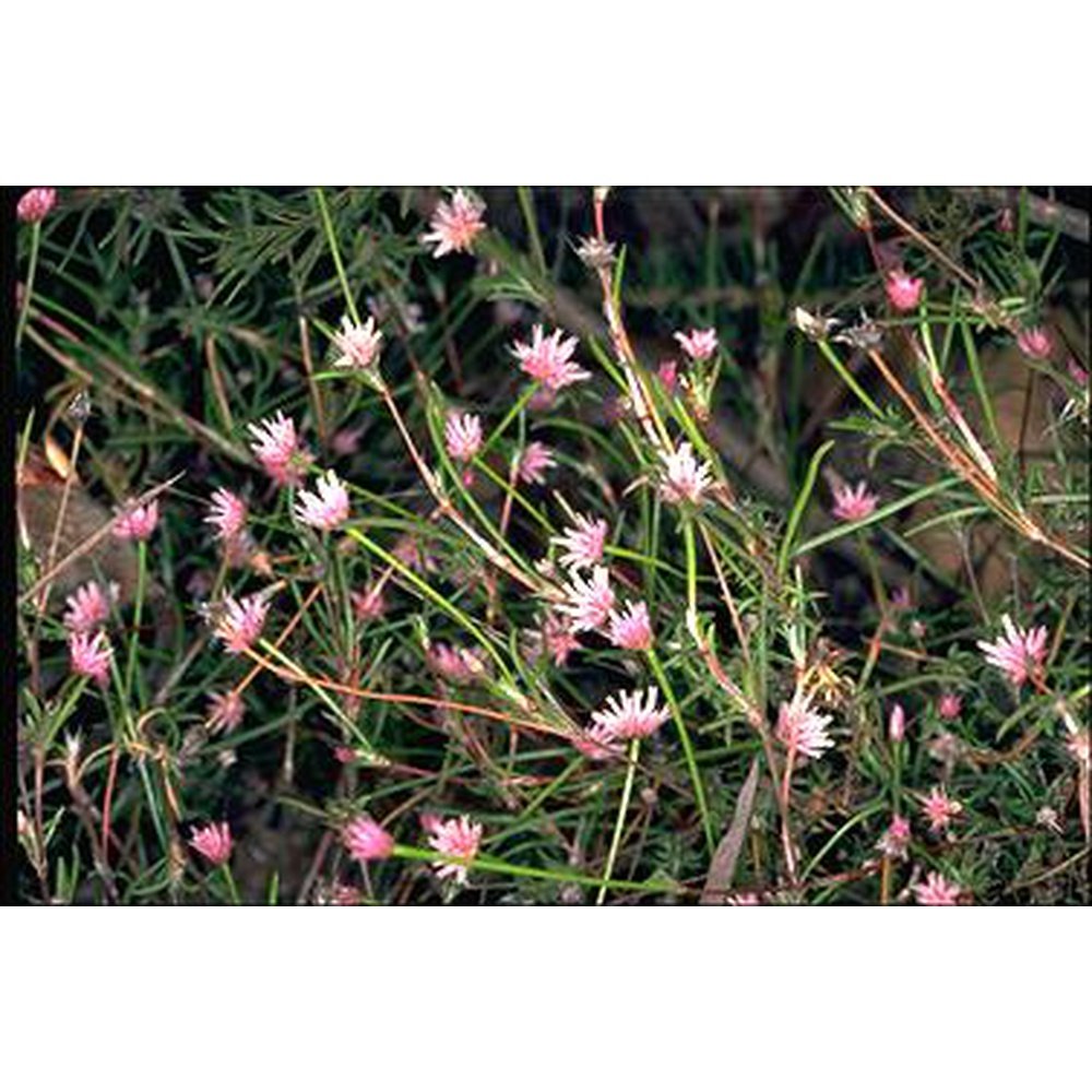 Laxmannia gracilis 'Slender Wire Lily' Seeds – D&H Seed Harvest Co