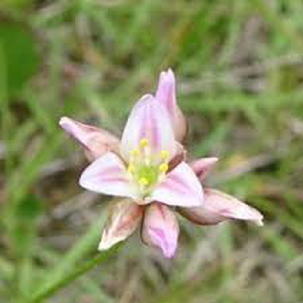 Laxmannia gracilis 'Slender Wire Lily' Seeds – D&H Seed Harvest Co