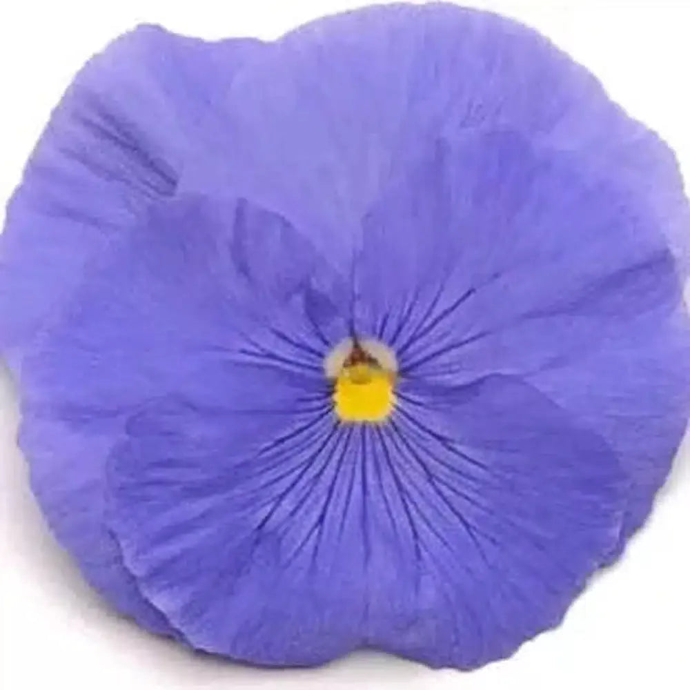 Pansy 'Clear Crystal Space Blue' Seeds – D&H Seed Harvest Co