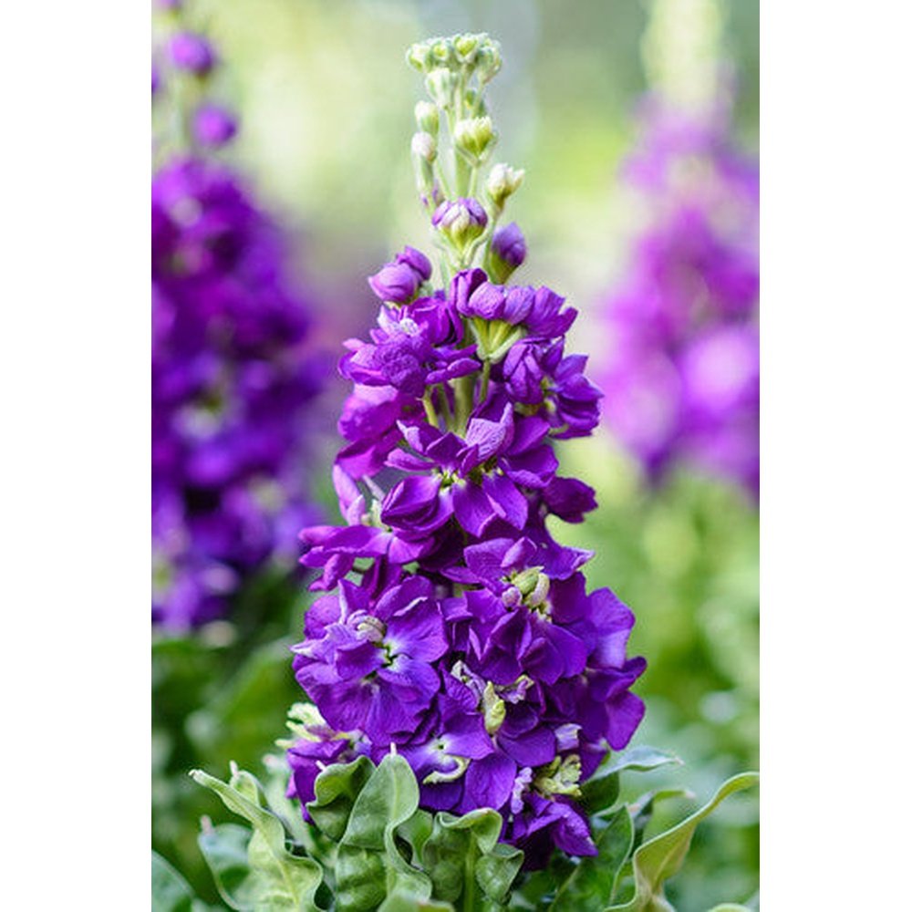 Stocks '10 Week Purple' Seeds – D&H Seed Harvest Co
