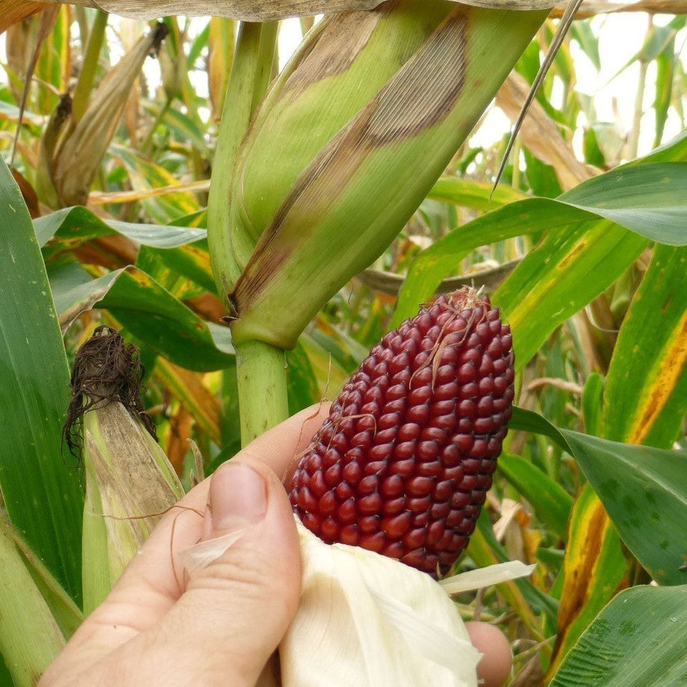 Corn 'Strawberry Corn' Seeds – D&H Seed Harvest Co