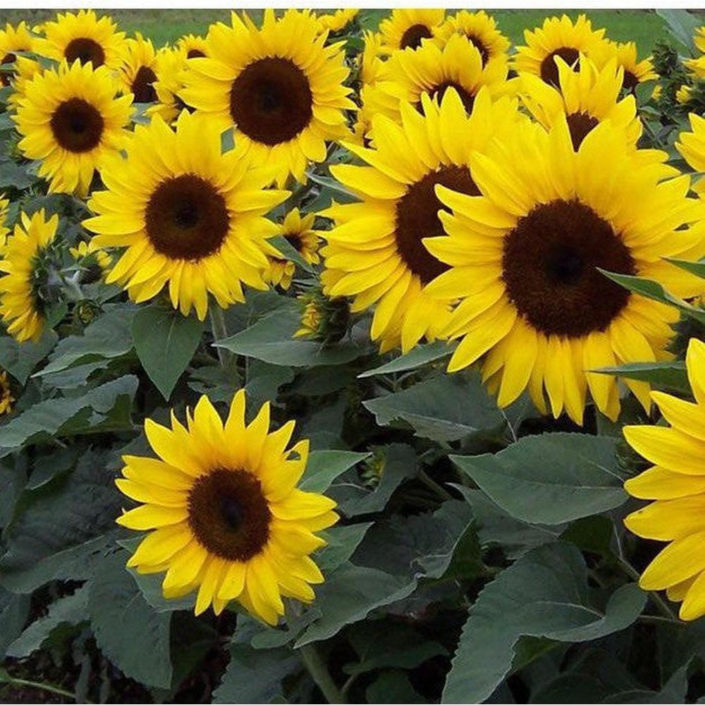 Sunflower Seed Mix - 6 Varieties In One Packet – D&H Seed Harvest Co