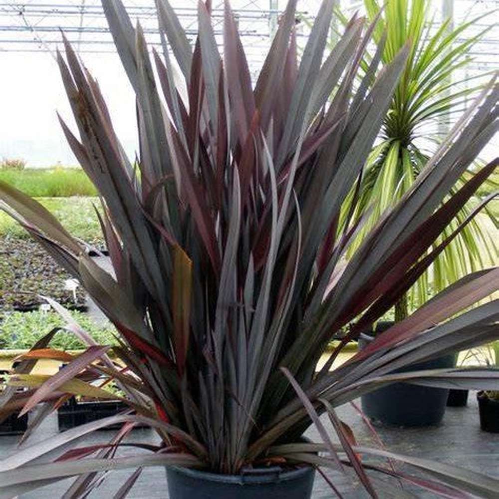 Purple Flax 'Tenax New Zealand' Seeds – D&H Seed Harvest Co