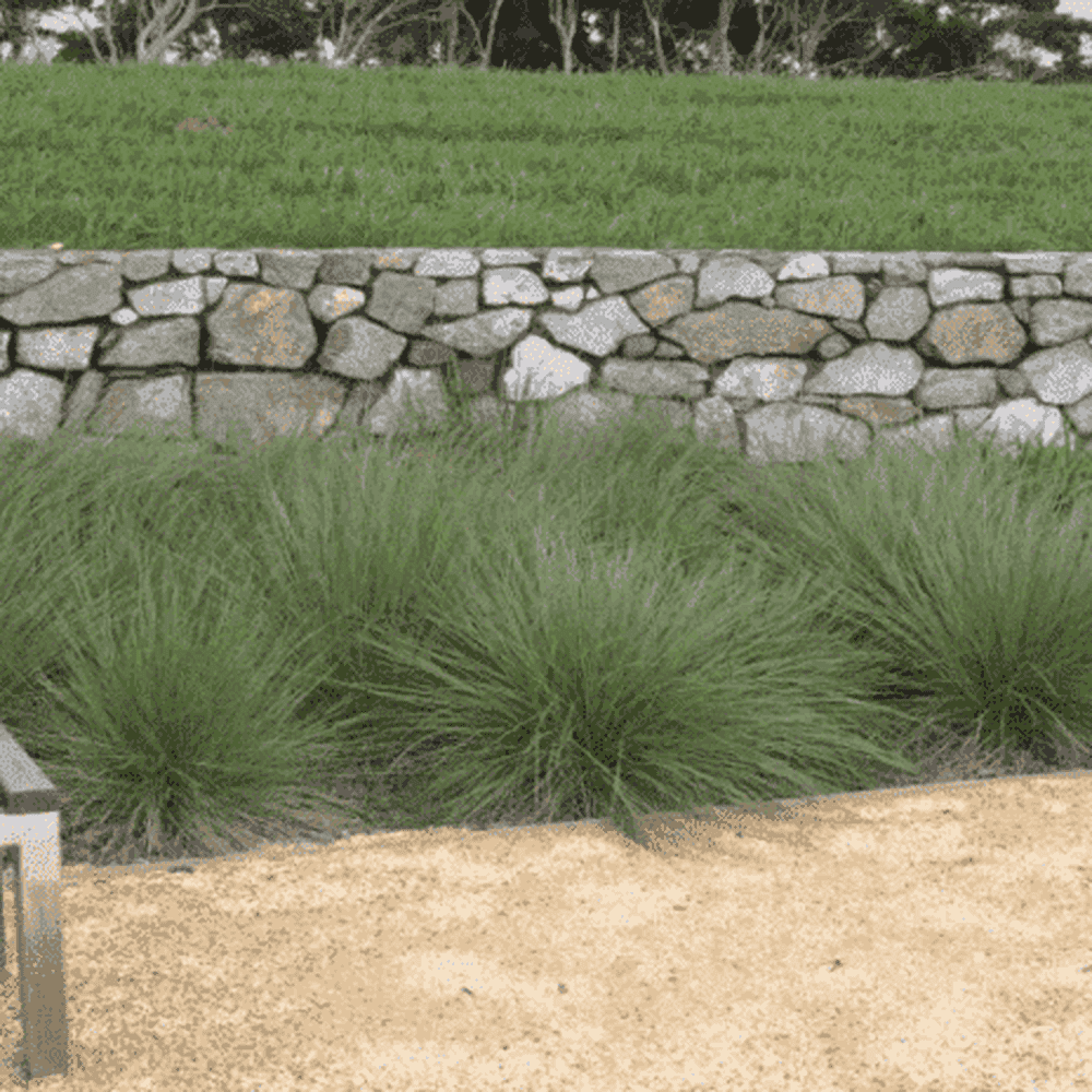 Poa labillardieri 'Tussock Grass' Seeds – D&H Seed Harvest Co